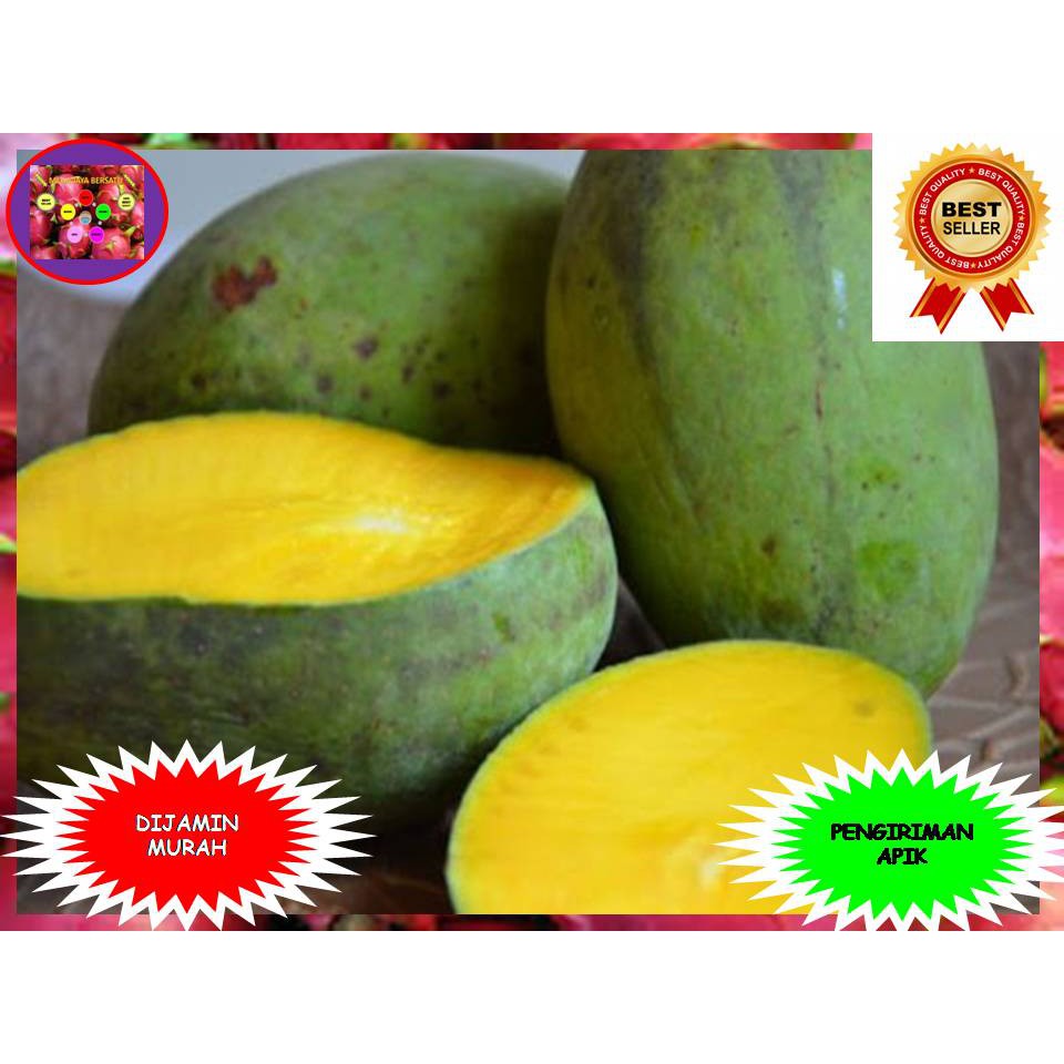 Jual BUAH BACANG SEGAR MNGGA BACANG 1 kg | Shopee Indonesia