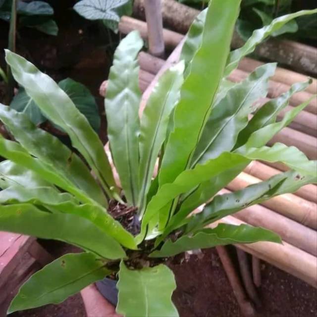 Jual Tanaman kadaka hutan 3 pcs kadaka rimbun dan segar | Shopee Indonesia