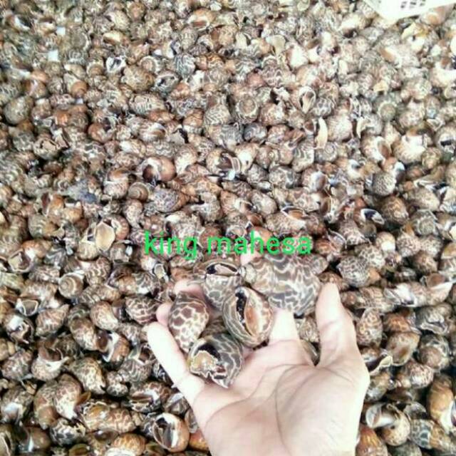 Jual kerang keong macan hidup 1kg | Shopee Indonesia