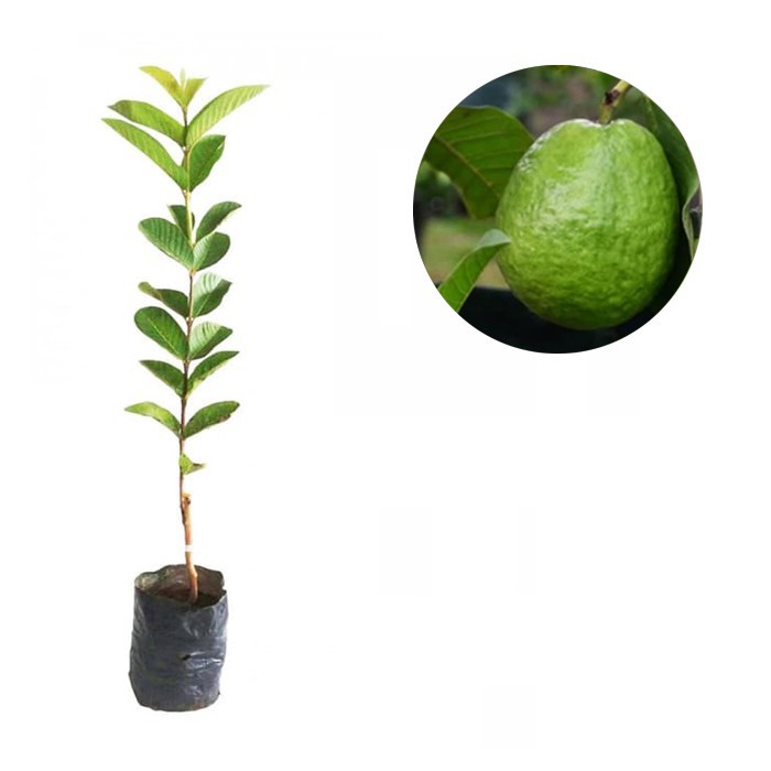 Jual BIBIT JAMBU MUTIARA SUPER (COCOK DI TANAM POT) | Shopee Indonesia