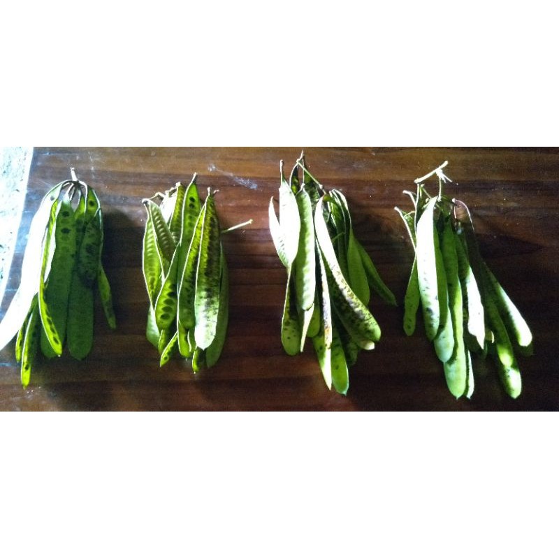 Jual petai China | segar langsung dari pohon | Shopee Indonesia