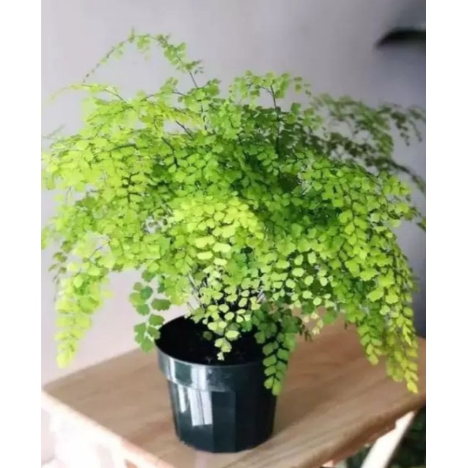 Jual Tanaman Paku Suplir/Suplir Buterflay (Rimbun) | Shopee Indonesia