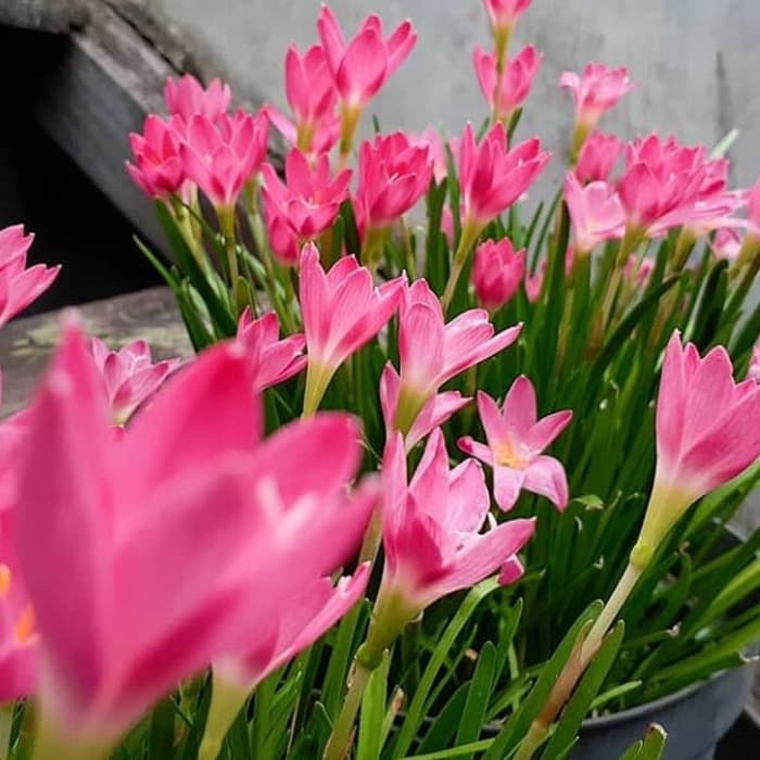 Jual Tanaman Hias Kucay Lily Bunga Pink / Tanaman Hias / Lily Hujan ...