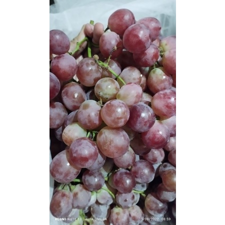 Jual Anggur merah | Shopee Indonesia