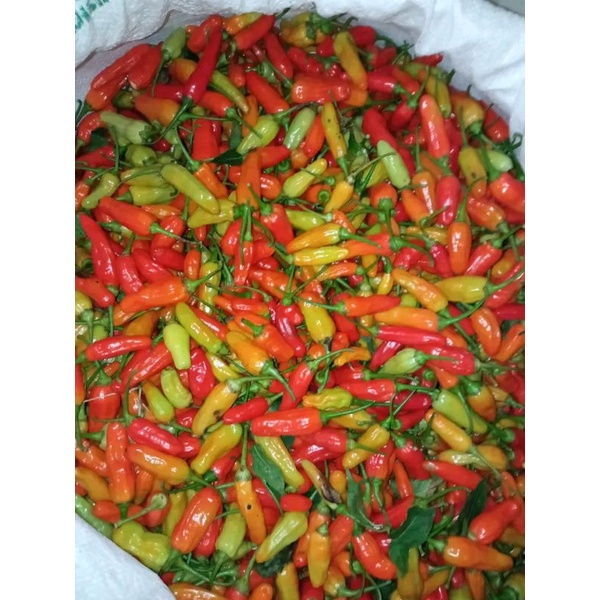 Jual Cabe setan 500g | Shopee Indonesia