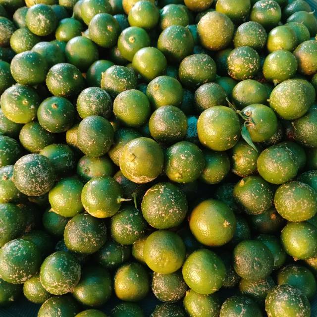 Jual JERUK SON KIT 500g/JERUK SAMBAL /JERUK KUNCI/ JERUK KASTURI ...