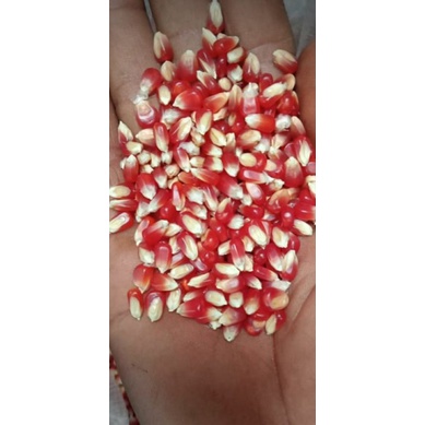 Jual Pakan Burung Merpati Jagung Kristal || Pakan Burung Dara ...