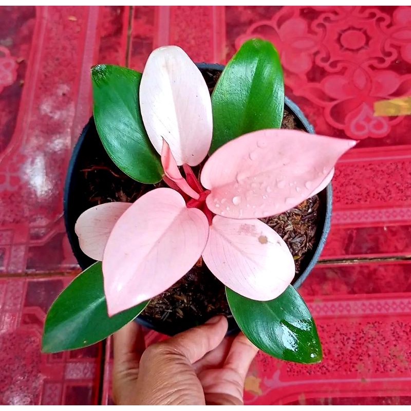Jual PHILO CONGO PINK - PHILODENDRON PINK CONGO | Shopee Indonesia