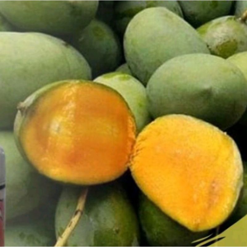 Jual MANGGA KWENI FRESH HARUM MANIS SUPER | Shopee Indonesia