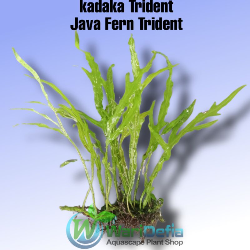 Jual Kadaka Trident Tanaman Aquascape 5-7 Daun | Shopee Indonesia