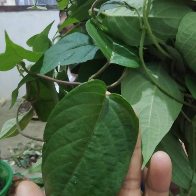 Jual daun simbukan 500 gram segar termurah | Shopee Indonesia