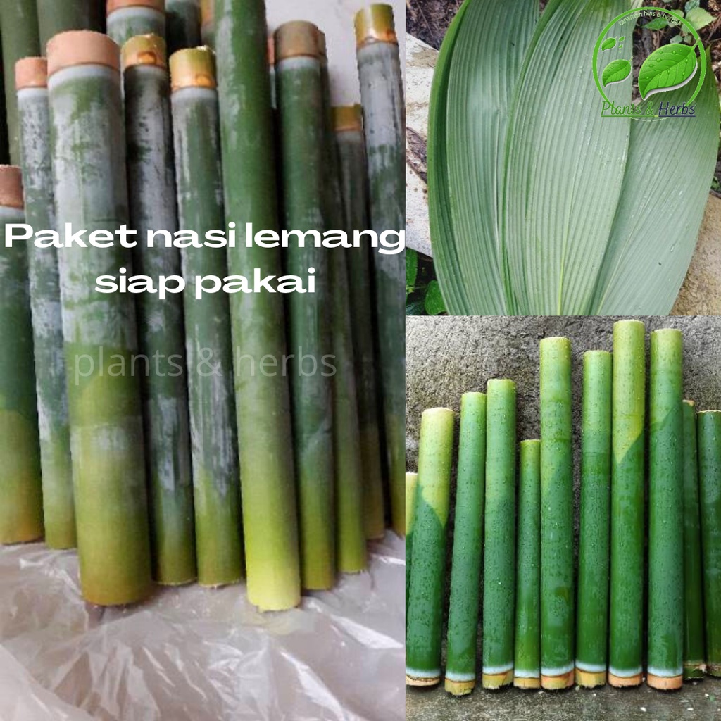 Jual Paket 5 pcs Bambu lemang / leumeung / batang bambu / ruas bambu ...