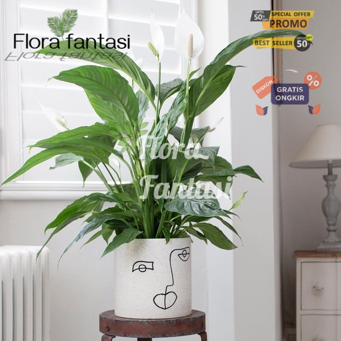 Jual Peace Lily spathiphyllum TANAMAN HIAS BUNGA UNTUK INDOOR DALAM ...