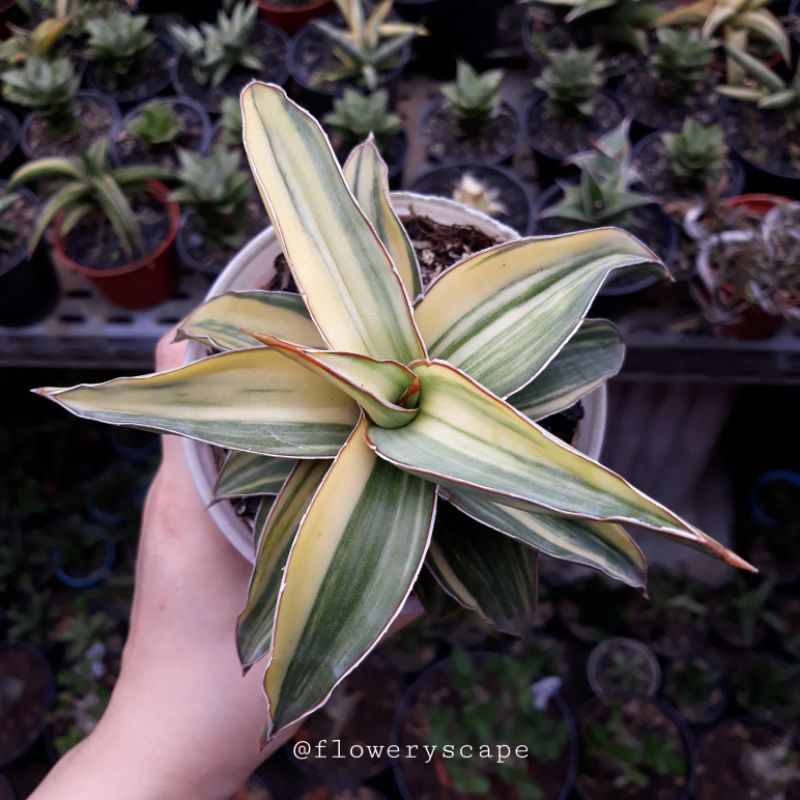 Jual Sansevieria robusta dwarf variegata | Shopee Indonesia