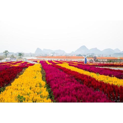 Jual 100 Biji Benih Bunga Celosia cristata Mixed Jengger Ayam seeds ...