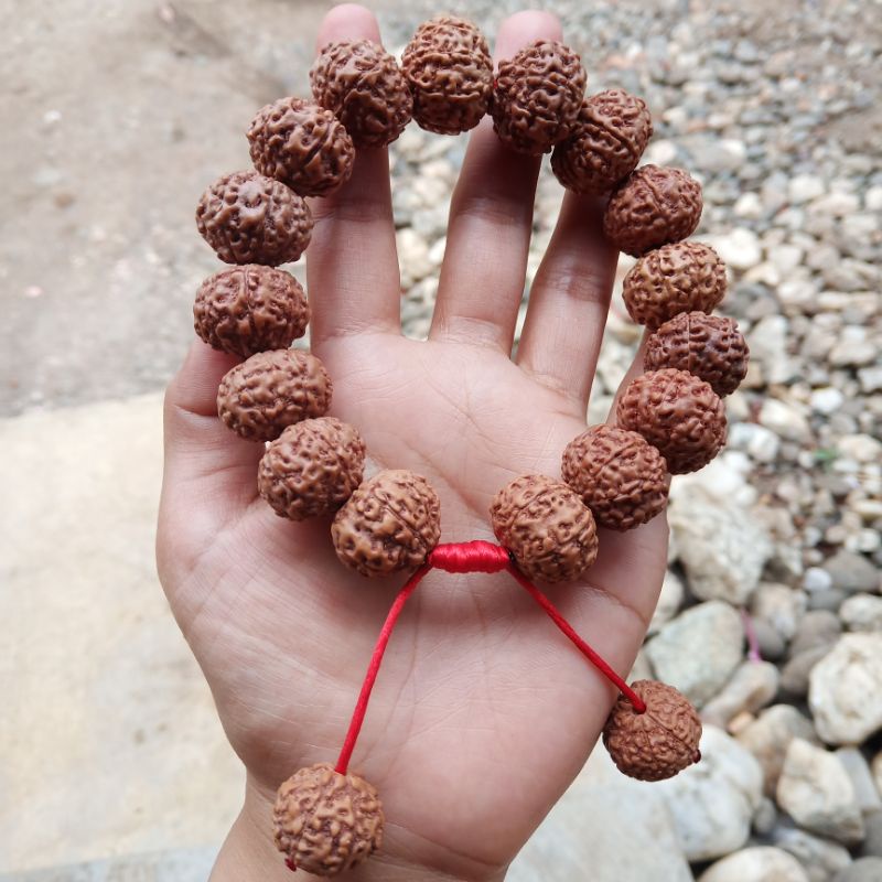 Jual JENITRI RUDRAKSHA MUKHI 8 | Shopee Indonesia