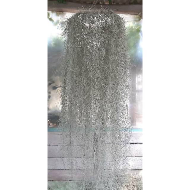 Jual Tanaman Hias Jenggot Dewa / Jenggot Musa / Tillandsia Usneoides 80 ...