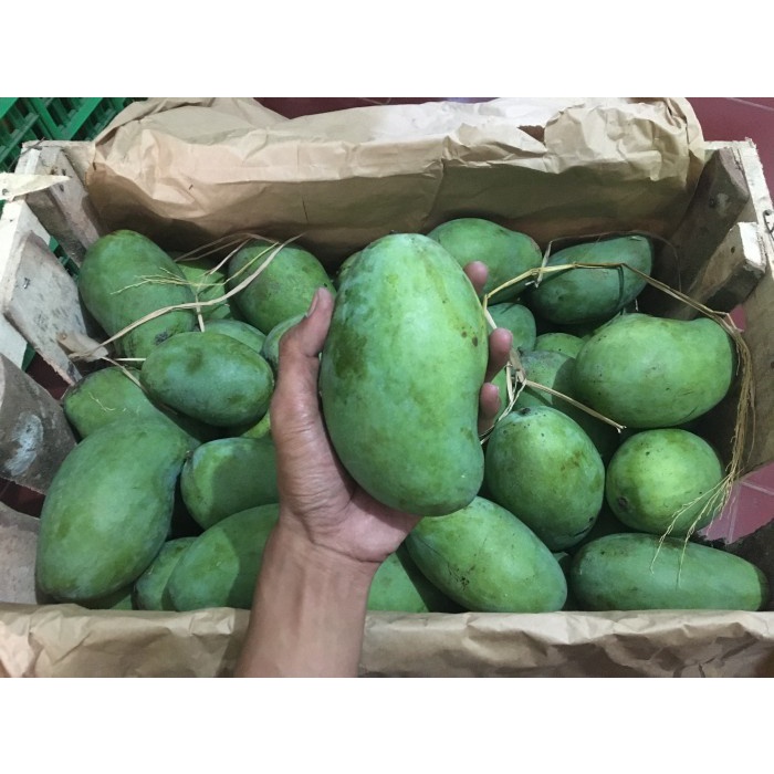 Jual Mangga Harum Manis 500gr / Buah Mangga Segar / Mango - 500 gram ... Jual Mangga Harum Manis 500gr / Buah Mangga Segar / Mango - 500 gram ...