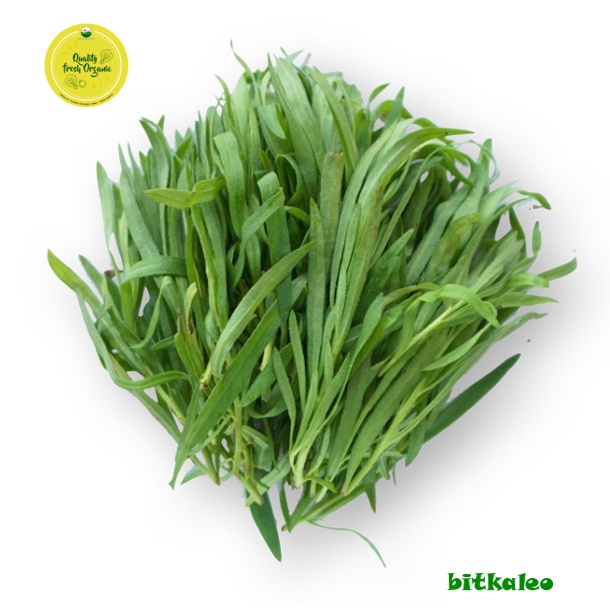 Jual Tarragon Organik 50 gr (PO) | Shopee Indonesia