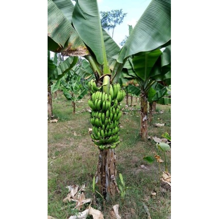 Jual BIBIT UNGGUL PISANG BARANGAN+PUPUK METAN TS IMPORT | Shopee Indonesia