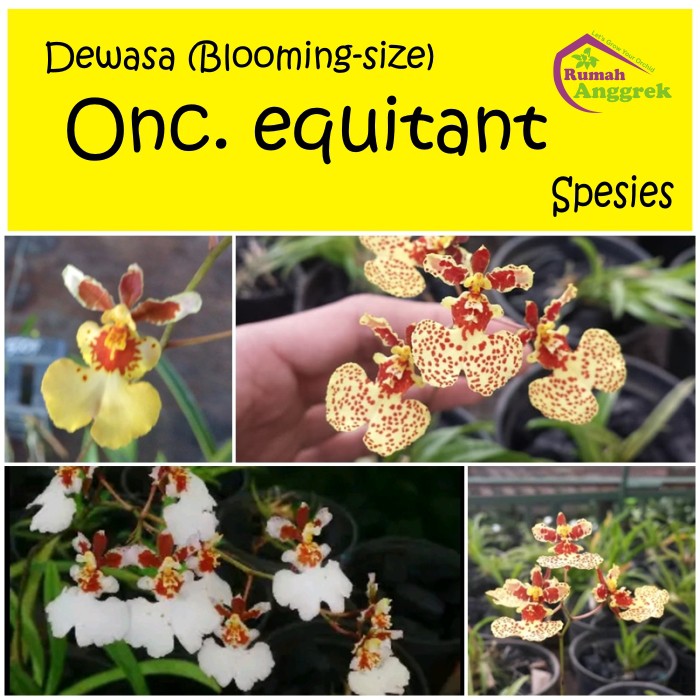 Jual Oncidium Equitant Dewasa siap berbunga Anggrek Tolumnia Oncydium ...