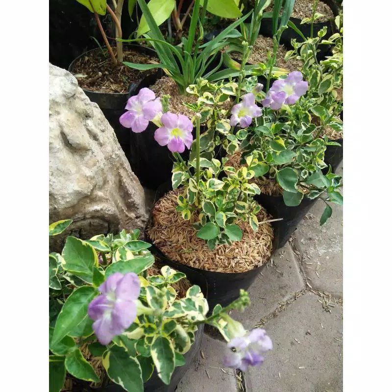 Jual Bunga mata kucing/torenia bunga ungu(rumpun kecil) | Shopee Indonesia