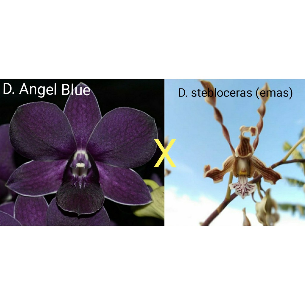 Jual Dendrobium Angel Blue x Dendrobium stebloceras "emas" seedling ...