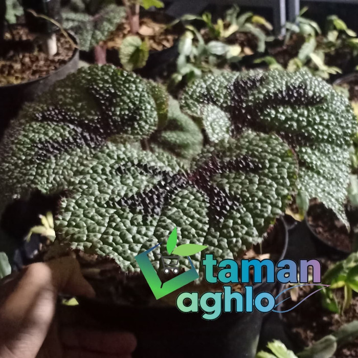 Jual tanaman hias begonia cakar macan tanaman hias indah dan unik ...