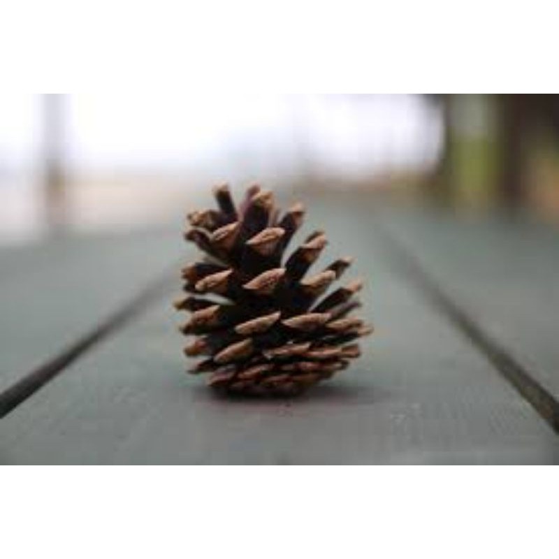 Jual biji pinus asli | Shopee Indonesia
