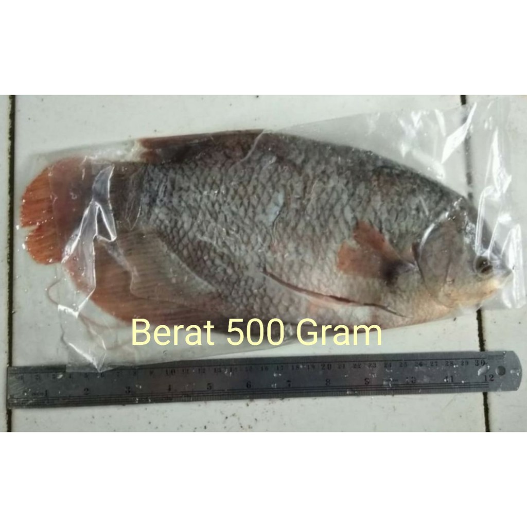 Jual IKAN GURAME/GURAMI BERSIH 500GR | Shopee Indonesia
