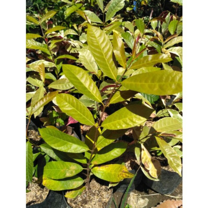Jual Bibit daun merah sambang darah | Shopee Indonesia