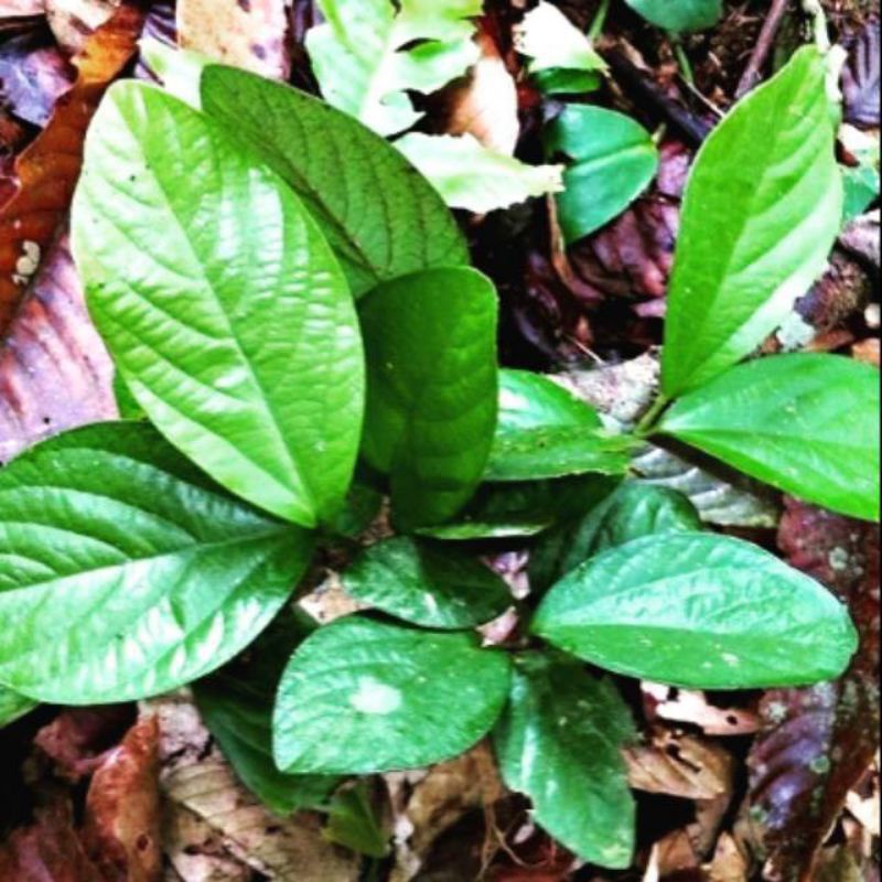 Jual Bibit Daun Singa Depa (Apama Tomentosa) ukuran dewasa | Shopee ...