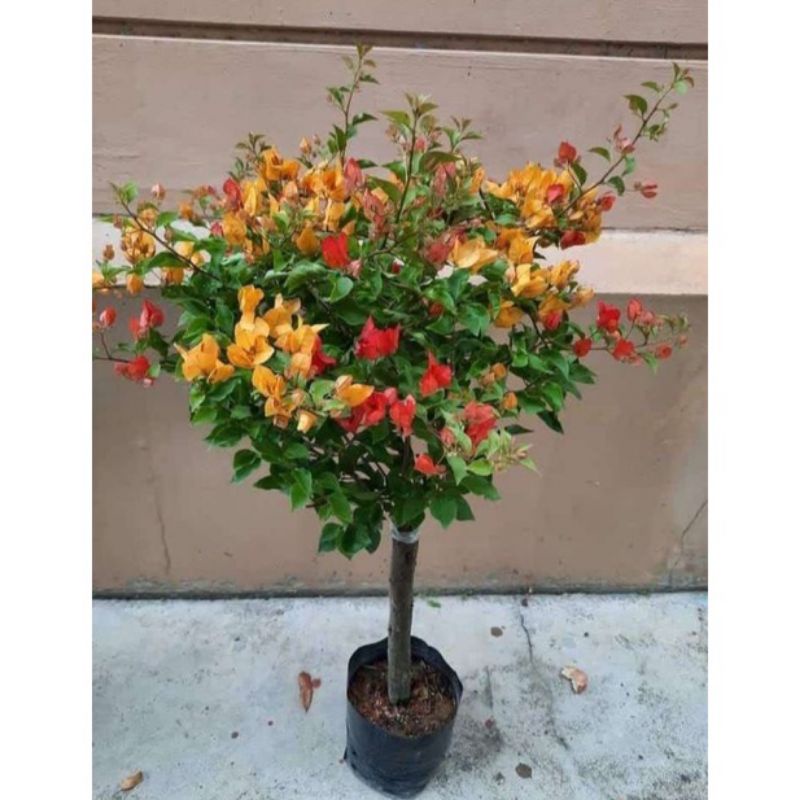 Jual TERBARU!!TANAMAN HIAS BUGENVIL BUNGA KERTAS//OREN MERAH | Shopee ...