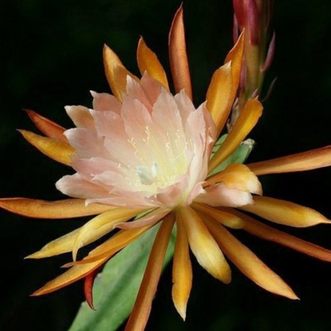 Jual Tanaman hias Wijaya Kusuma BUNGA CREAM / Tanaman gantung wijaya ...