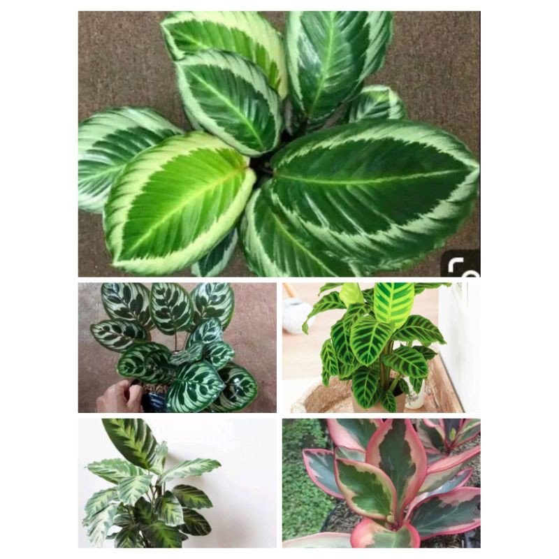 Jual promo!! paket 4 jenis calathea dan teplan merah | Shopee Indonesia