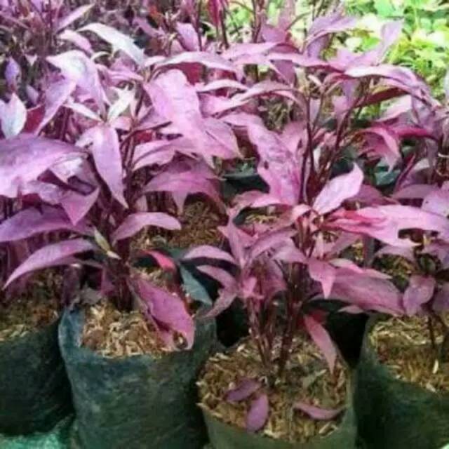 Jual Tanaman hias erfah - ervah - bayam merah | Shopee Indonesia
