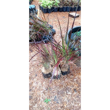 Jual tanaman ekor kuda merah/Alang Alang ekor kuda merah/tanaman hias ...