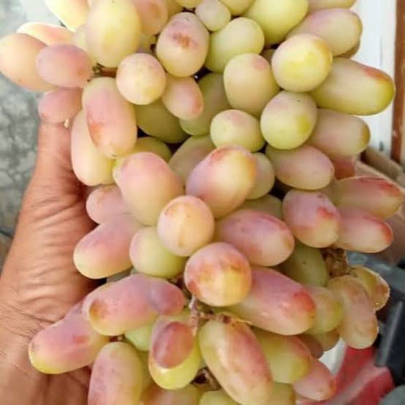 Jual Bibit Tanaman Anggur Transfiguration Super Genjah Cepat Berbuah ...