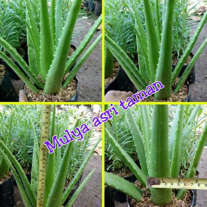 Jual Dm” Bibit Tanaman Lidah Buaya Jumbo/Aloevera Jumbo | Pohon Lidah ...
