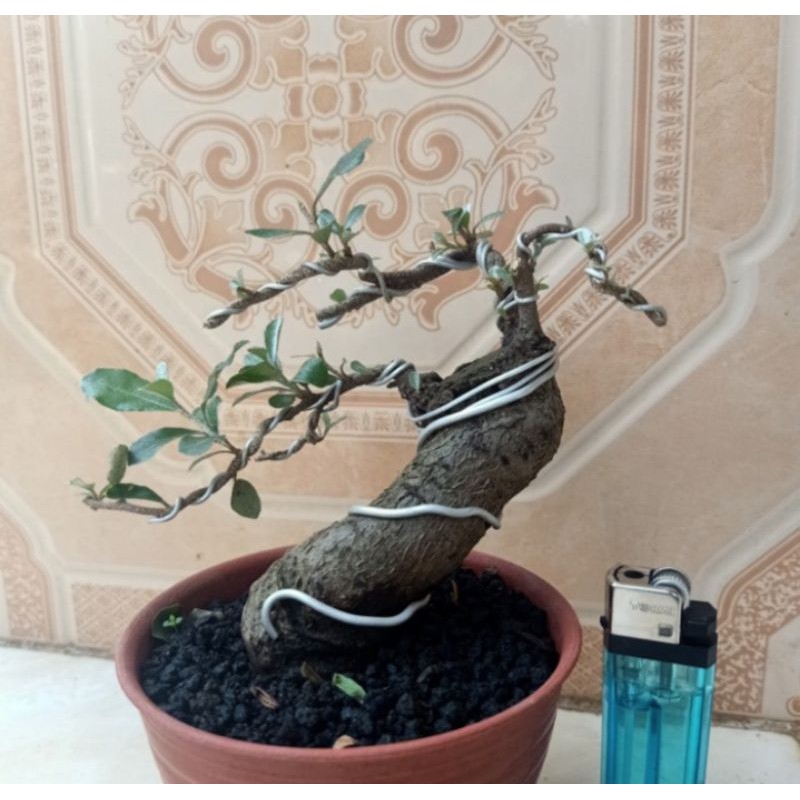 Jual bonsai shito mini tanaman hias pohon bonsai shito mini | Shopee ...