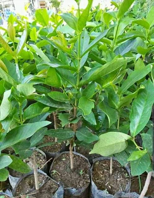 Jual bibit jambu air citra merah jumbo (genjah) | Shopee Indonesia