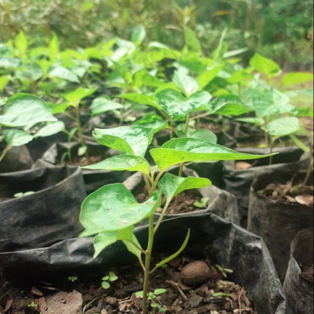 Jual Bibit Cabai Hitam - Bibit Pohon Cabe Ungu - Tanaman cabe Hitam ...