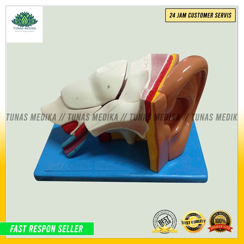 Jual Manekin Model Telinga Kualitas Super | Manikin Phantom Ear Anatomy ...