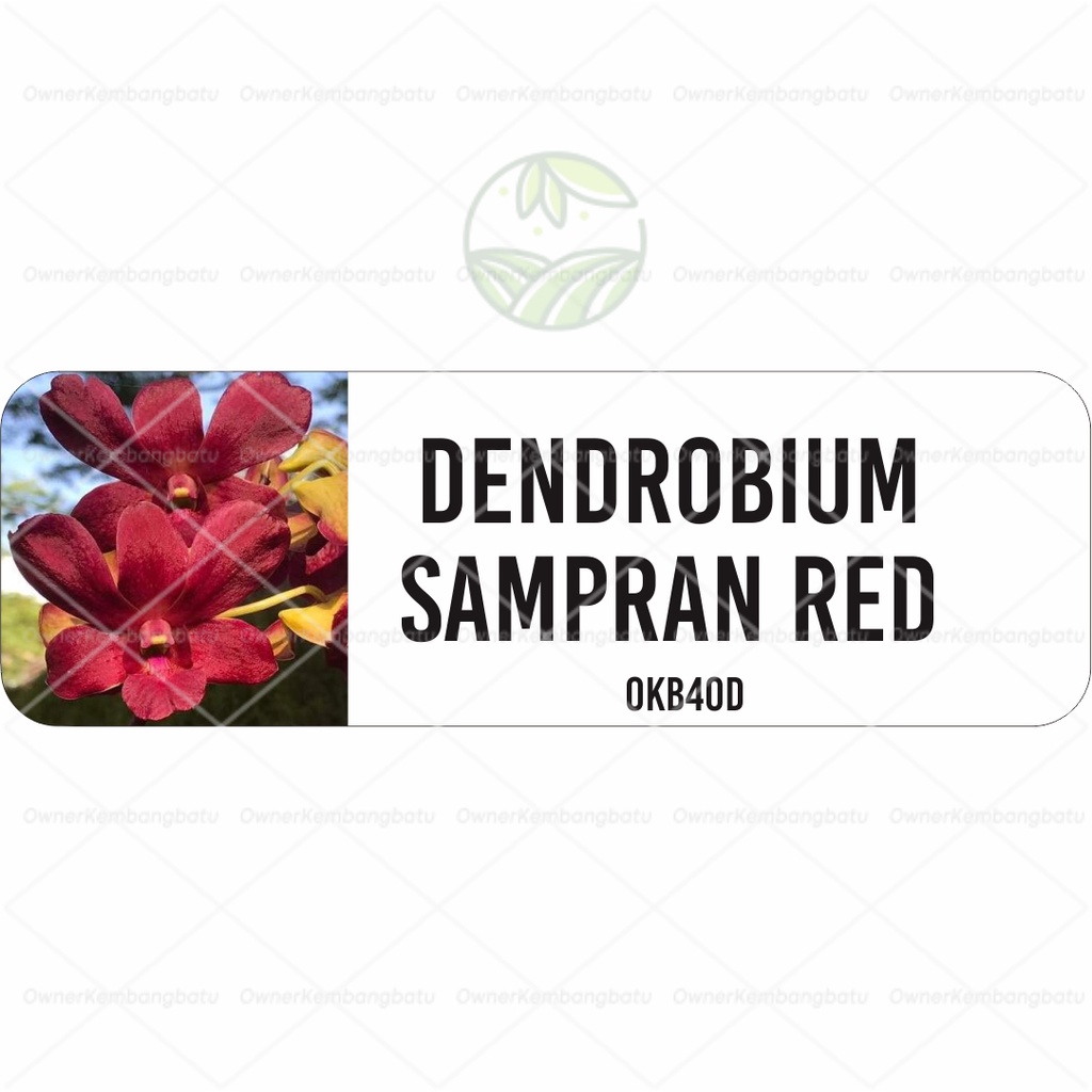 Jual Dendrobium Bunga Bulat Botolan Siap Tanam Tanaman Hias | Shopee ...