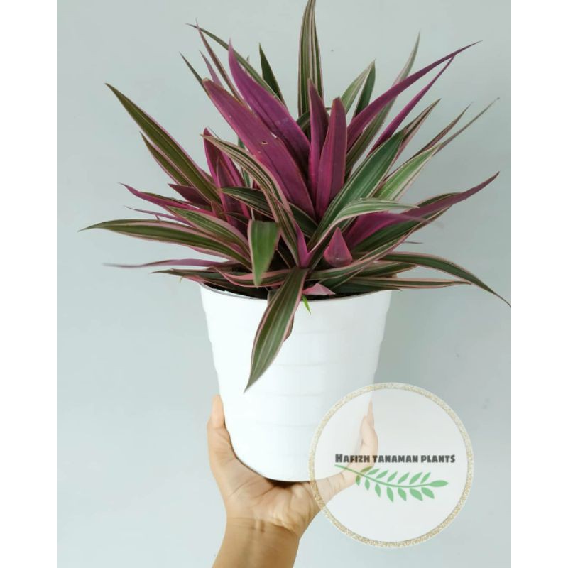 Jual Adam Hawa Variegata - Tradescantia Spathacea / Rhoeo Discolor ...