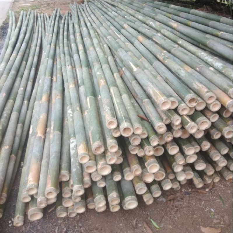 Jual Bambu Purwakarta Untuk Bangunan/ Bambu Antena/ Bambu Untuk Steger ...