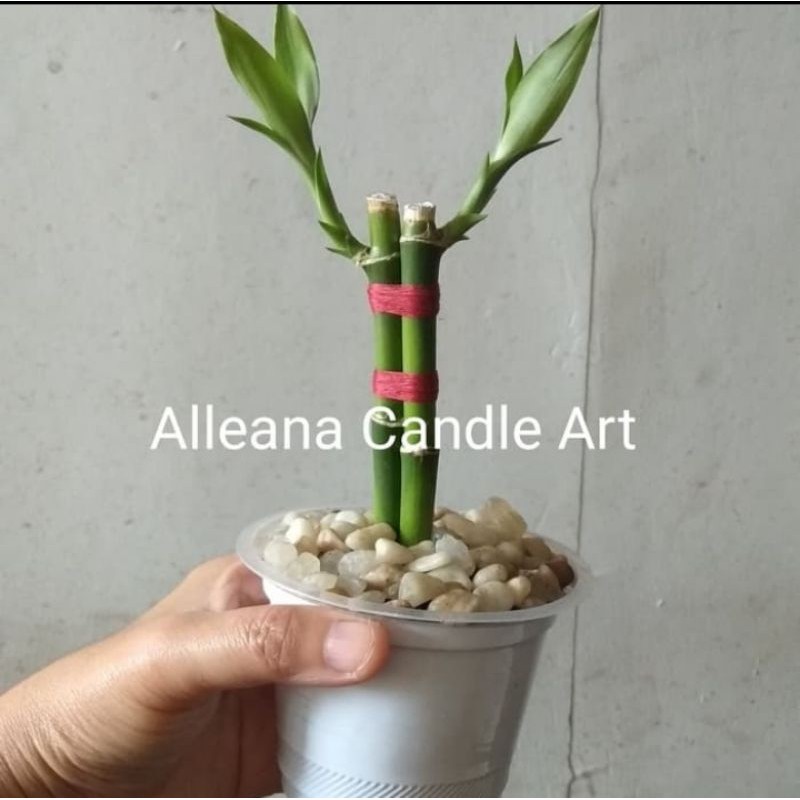 Jual Bambu Hoki 2 Batang Media Pasir Malang | Lucky Bamboo | Bambu ...