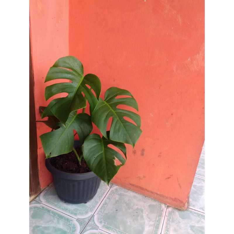 Jual tanaman hias philo dendron monstera delisiosa | Shopee Indonesia