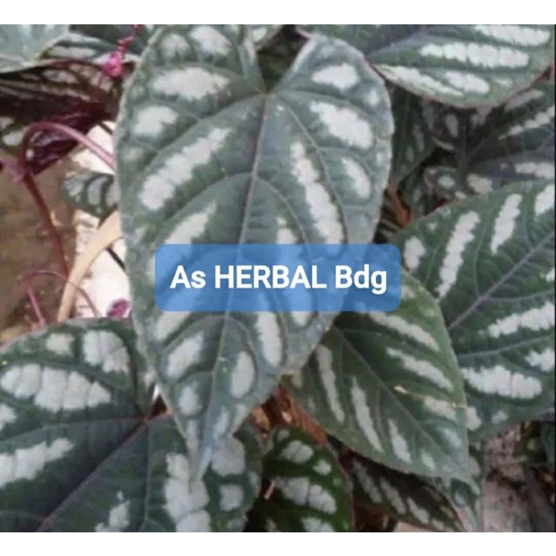 Jual Daun sirih keraton / daun sirih raja segar 500 gram | Shopee Indonesia