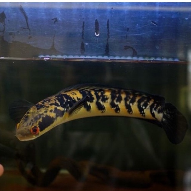 Jual yellow maru 14-16 dan 11-13 (garansi bar rapi/simet ) | Shopee ...